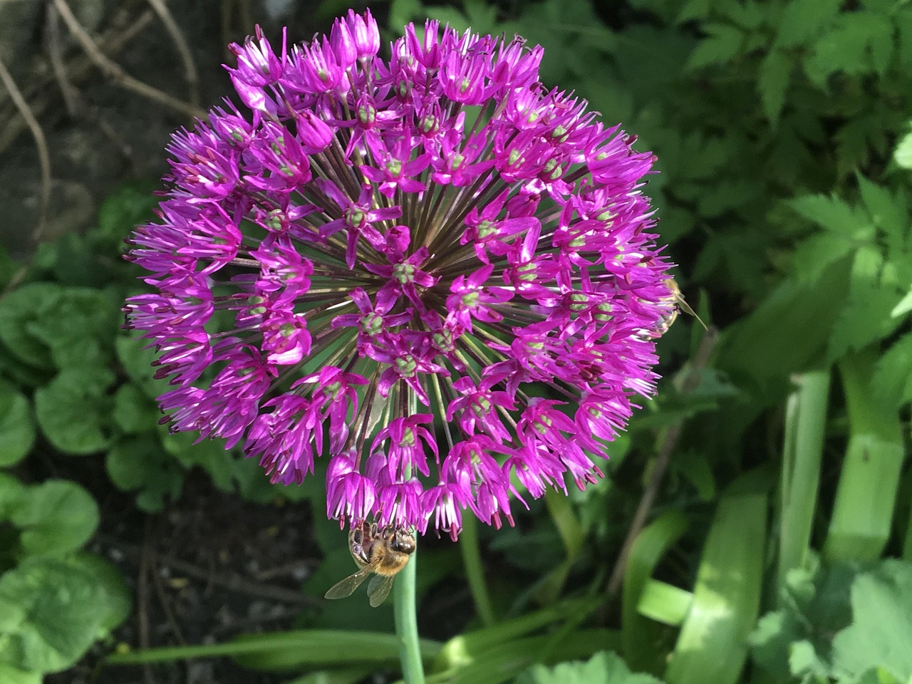 Schmucklauch Zierlauch Allium - Kostenloses Foto auf Pixabay