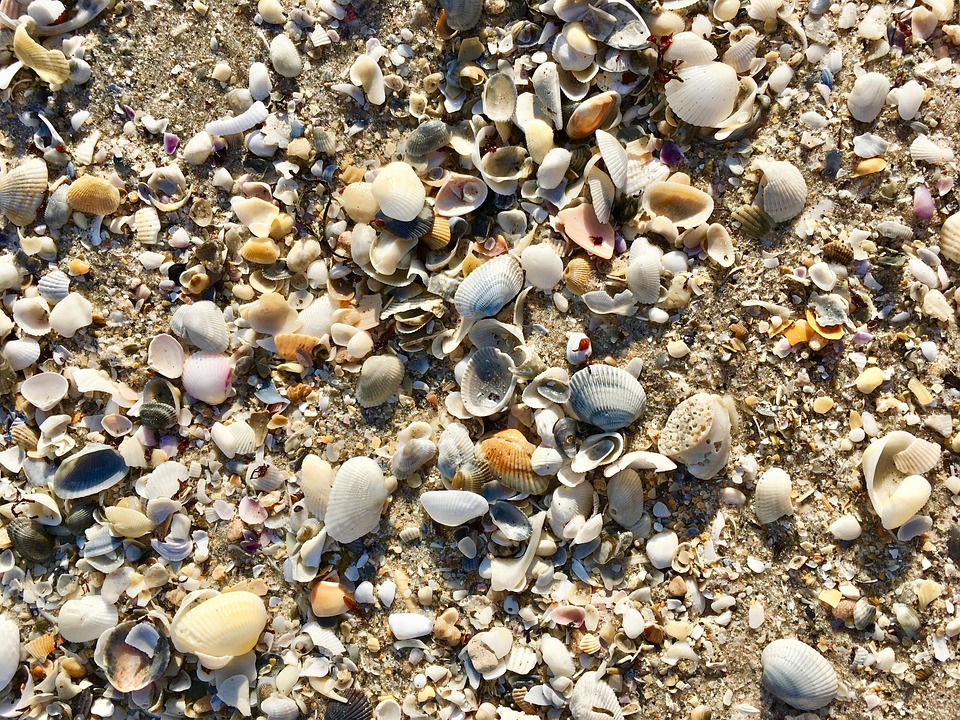 Skjell Strand Sand - Gratis foto på Pixabay - Pixabay