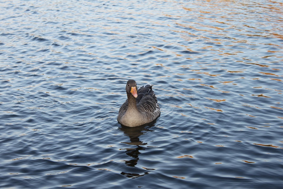 Waterfowl Ducks Animals - Free photo on Pixabay - Pixabay