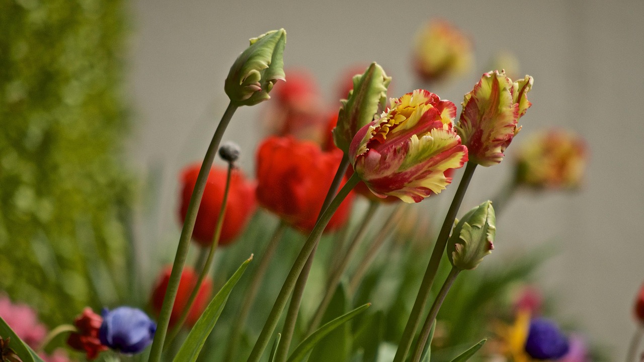 Tulipas Primavera Flores - Foto gratuita no Pixabay - Pixabay