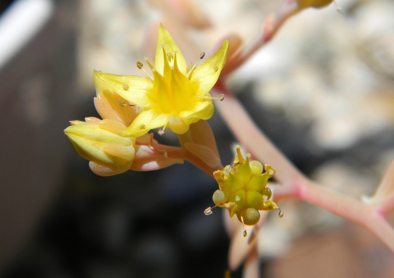 Succulent Flower - Free photo on Pixabay