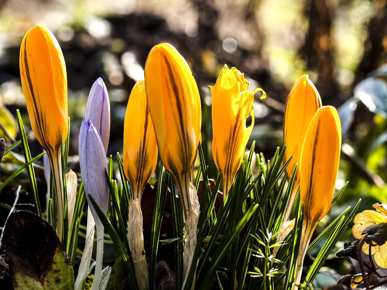 Warna Kuning Kemerahan Bunga - Foto gratis di Pixabay - Pixabay
