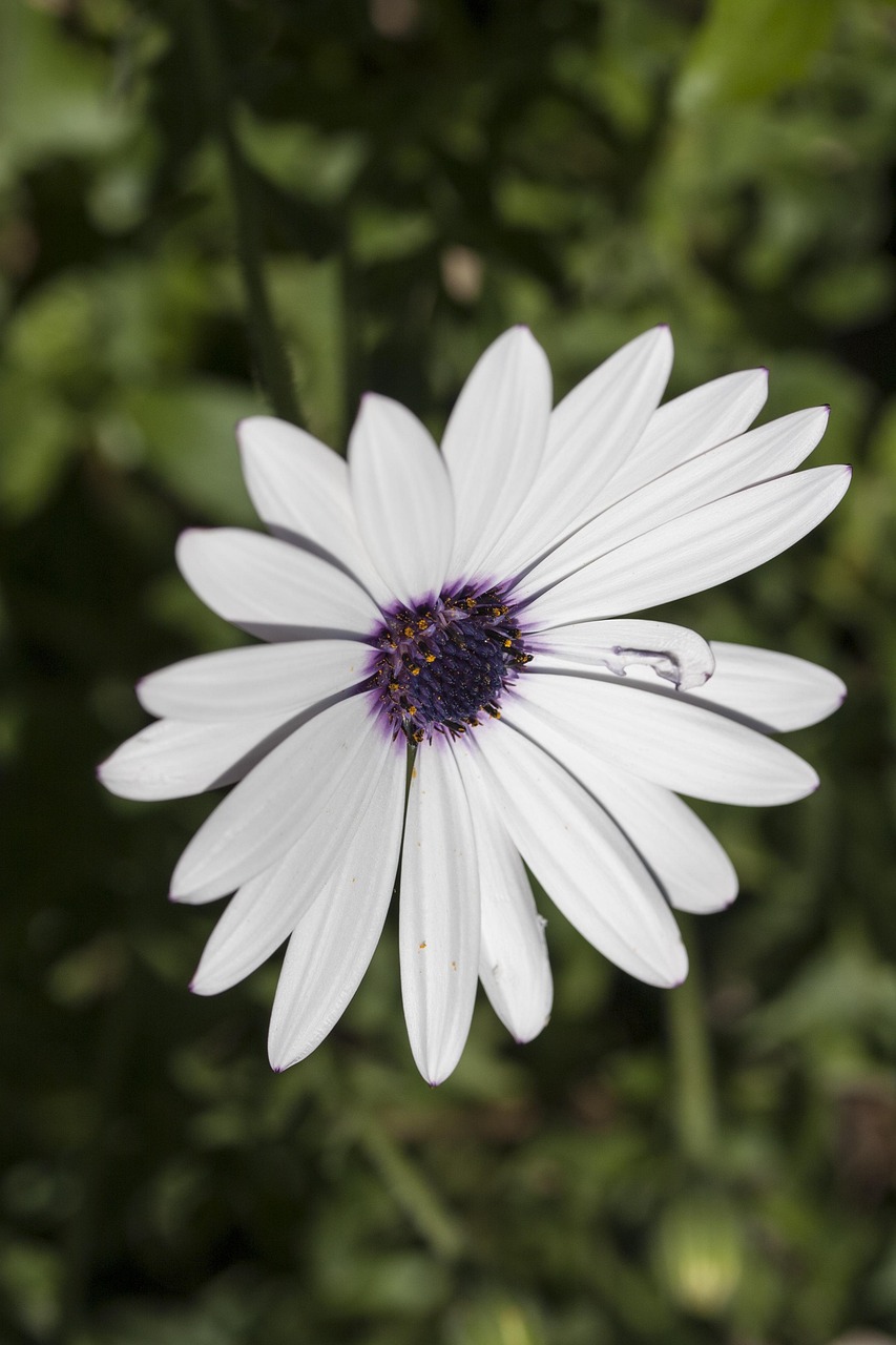 Flor Natureza Flores Da Primavera - Foto gratuita no Pixabay - Pixabay