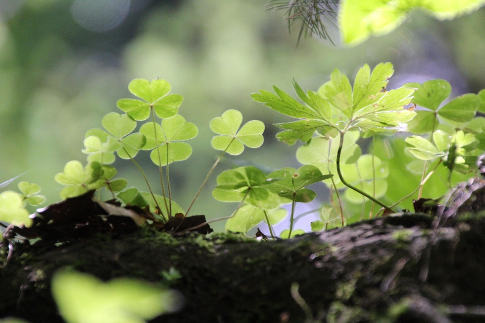 Shamrocks Green - Free photo on Pixabay