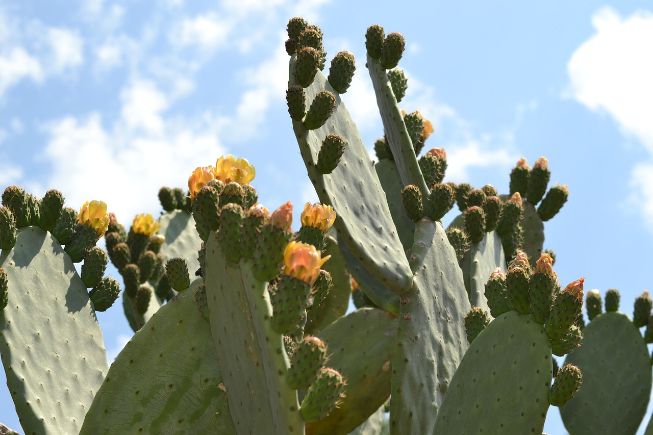 Nature Cactus Green Succulent - Free photo on Pixabay