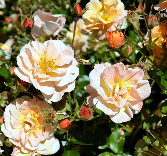 Rose Noble Blossom - Free photo on Pixabay