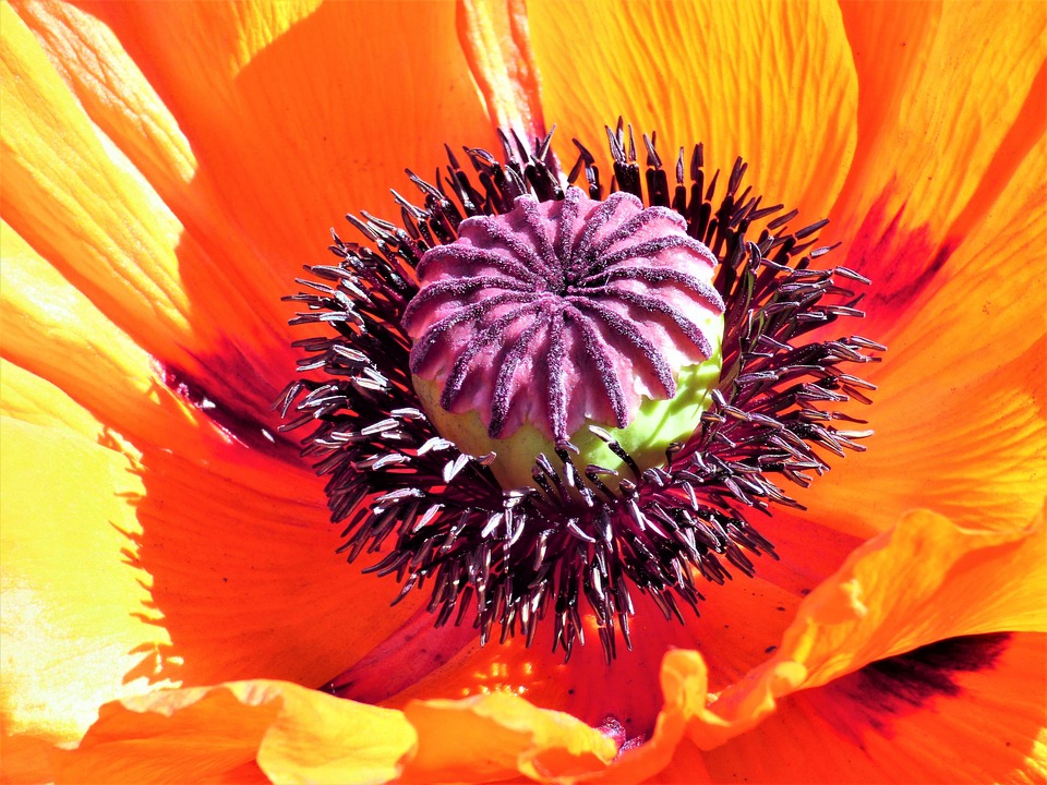 Fleur Pavot Orangé - Photo gratuite sur Pixabay