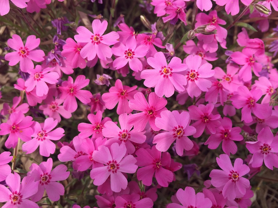 Flower Enthusiasm Pink Hot - Free photo on Pixabay