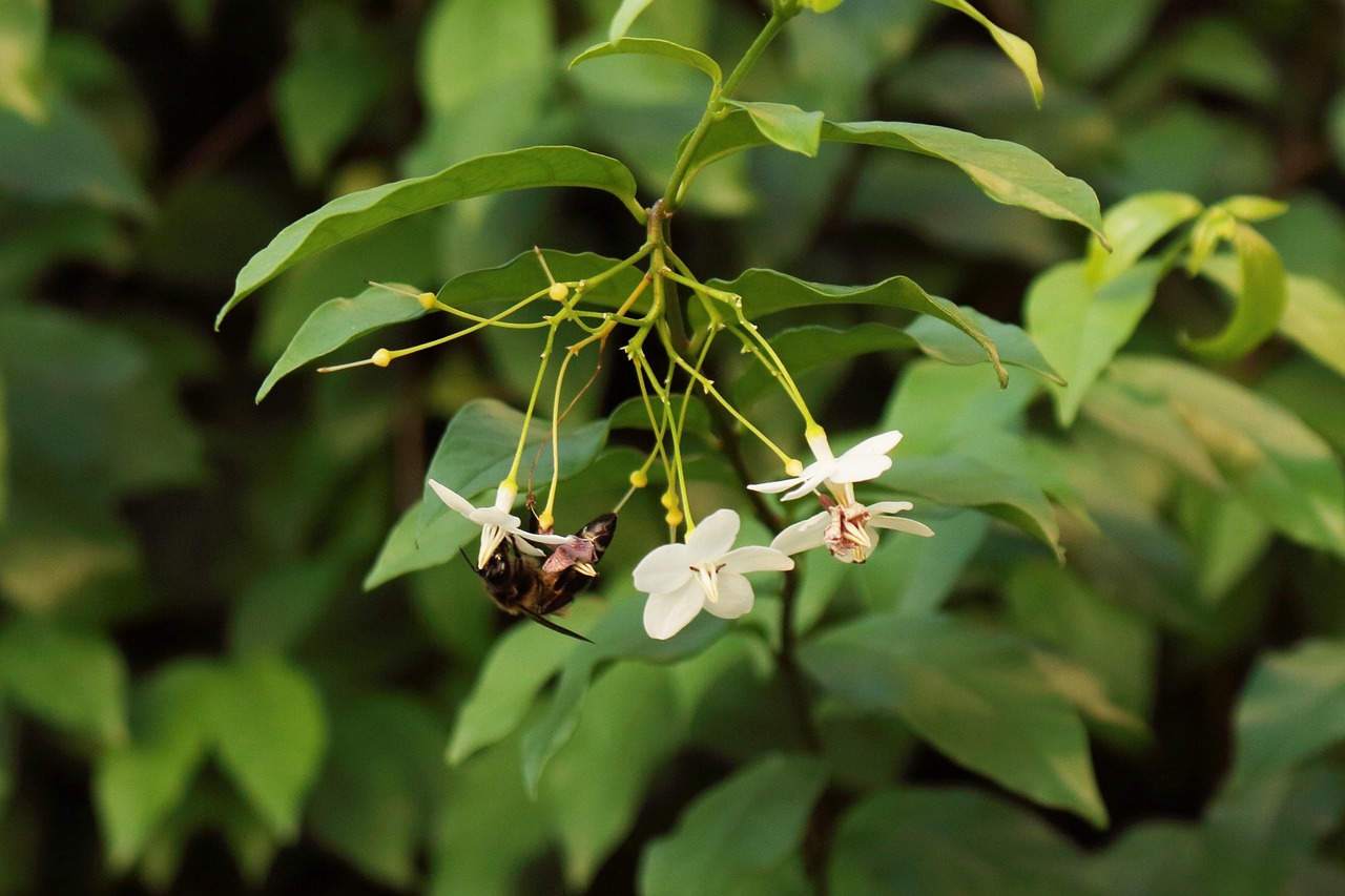 La Nature Abeille Feuille - Photo gratuite sur Pixabay - Pixabay
