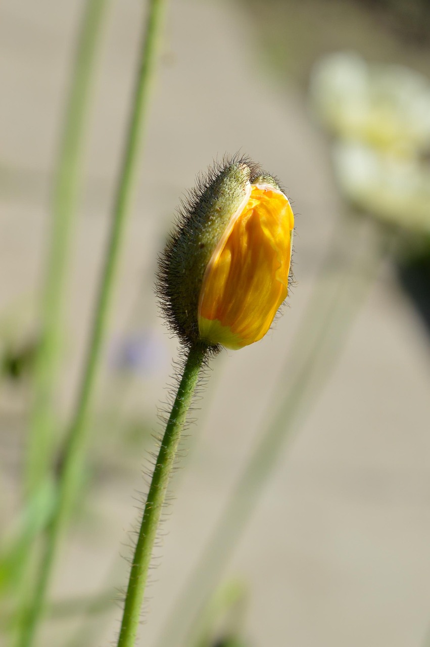 Poppy Garden Golostebelny Siberian - Free photo on Pixabay - Pixabay