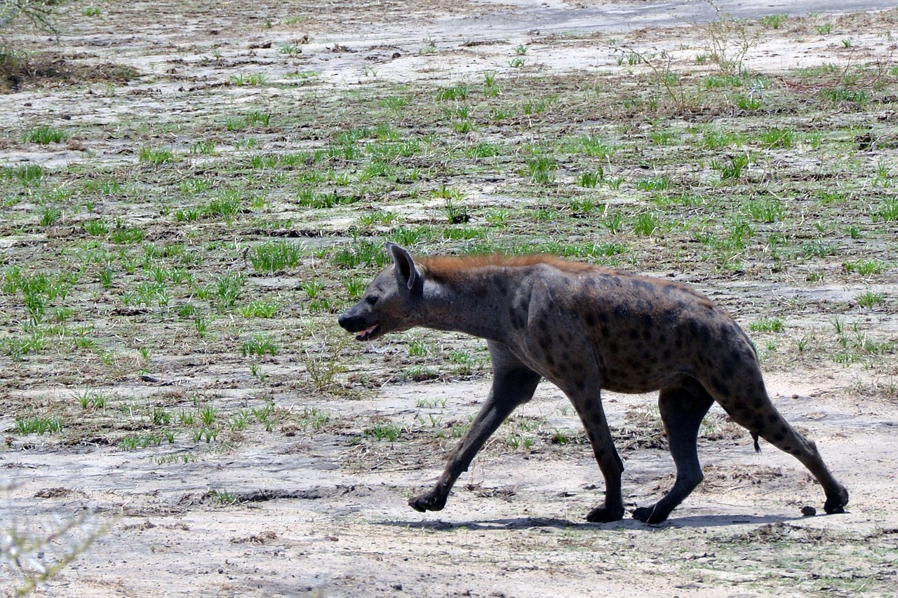 Hyena Sheet - Free photo on Pixabay - Pixabay