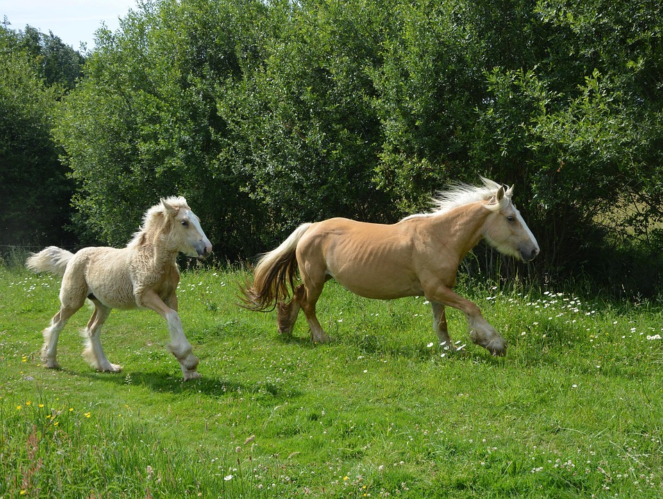Mare Foal Pre - Free photo on Pixabay - Pixabay