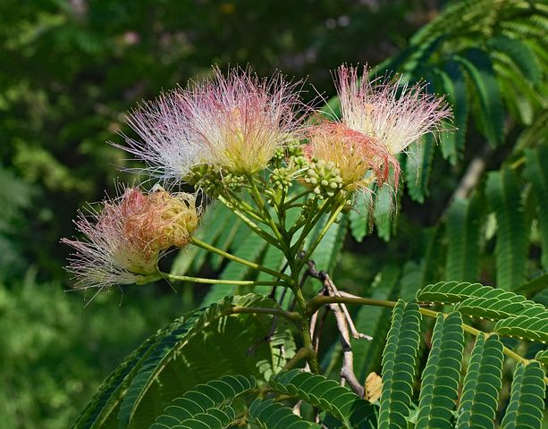 100+ Free Mimosa & Flower Images - Pixabay