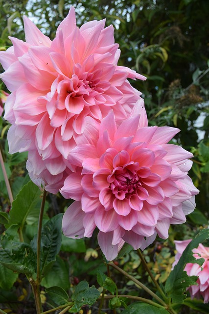 Dahlia Bunga Alam - Foto gratis di Pixabay - Pixabay