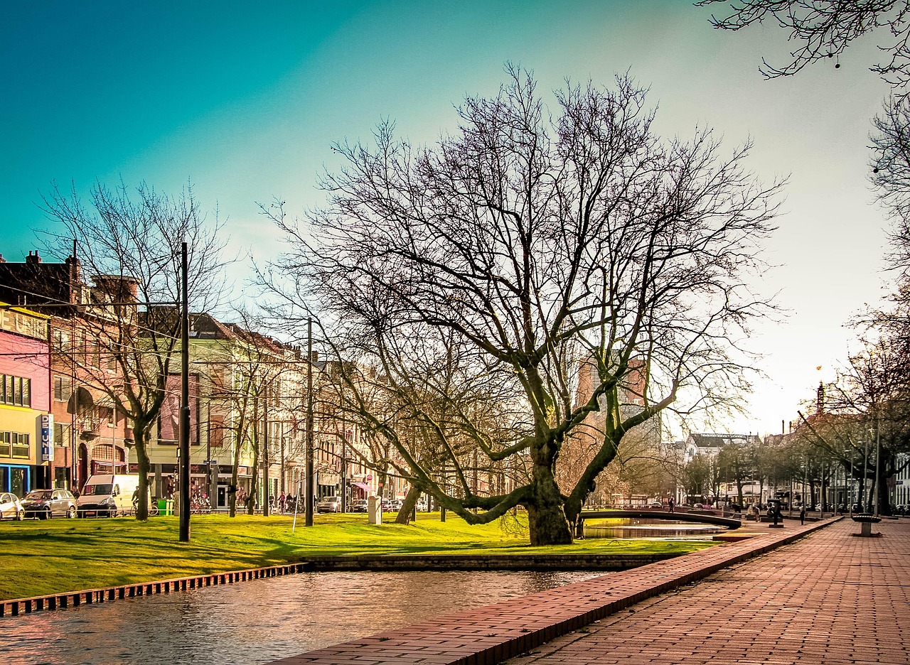 Rotterdam Holanda Árbol - Foto gratis en Pixabay - Pixabay