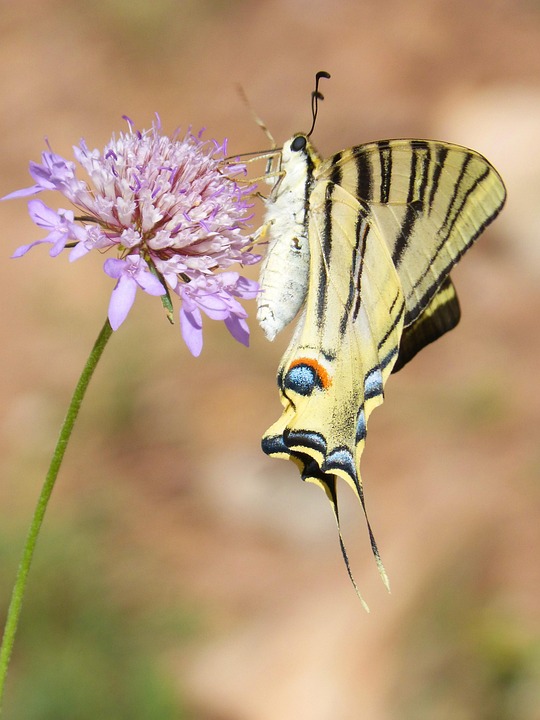 Papilio Machaon Papillon Macaon - Photo gratuite sur Pixabay - Pixabay