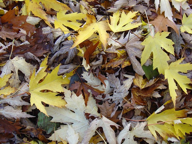 Automne Feuilles - Photo gratuite sur Pixabay - Pixabay