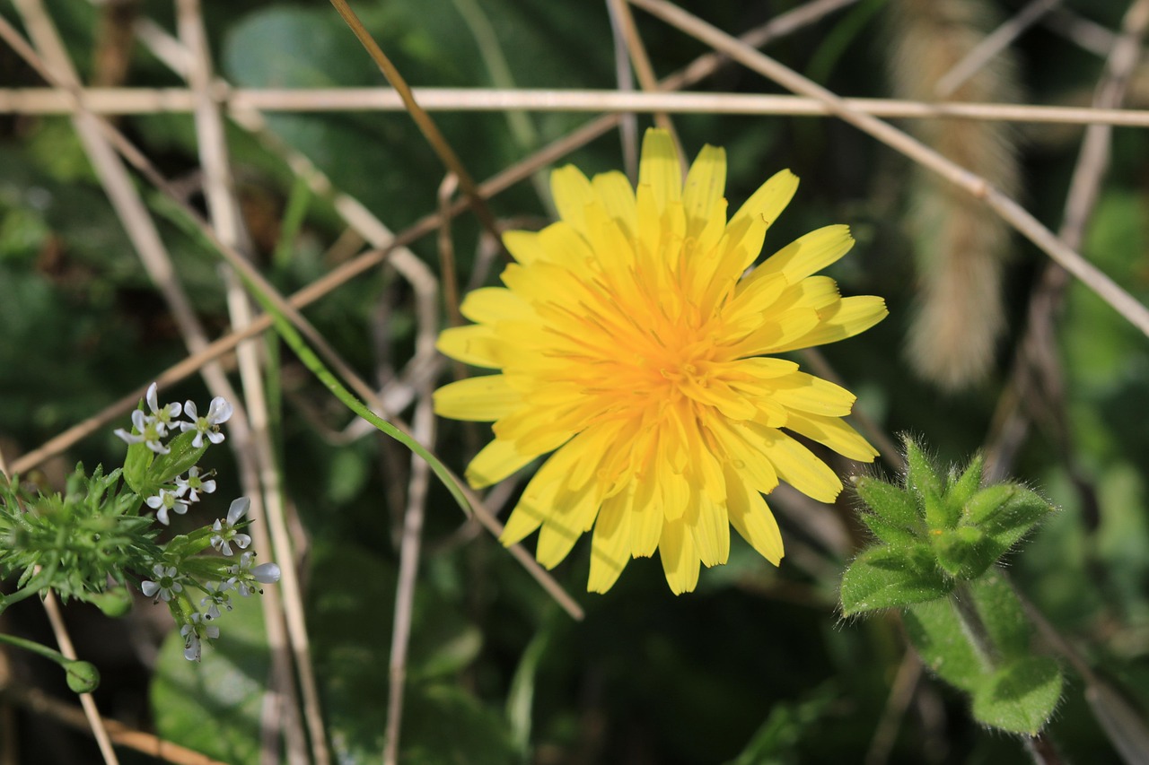 Hijau Kuning Bunga - Foto gratis di Pixabay - Pixabay