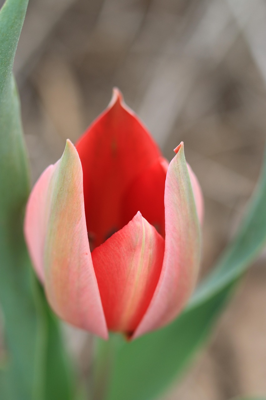 Bunga Tulp Hijau Merah - Foto gratis di Pixabay - Pixabay