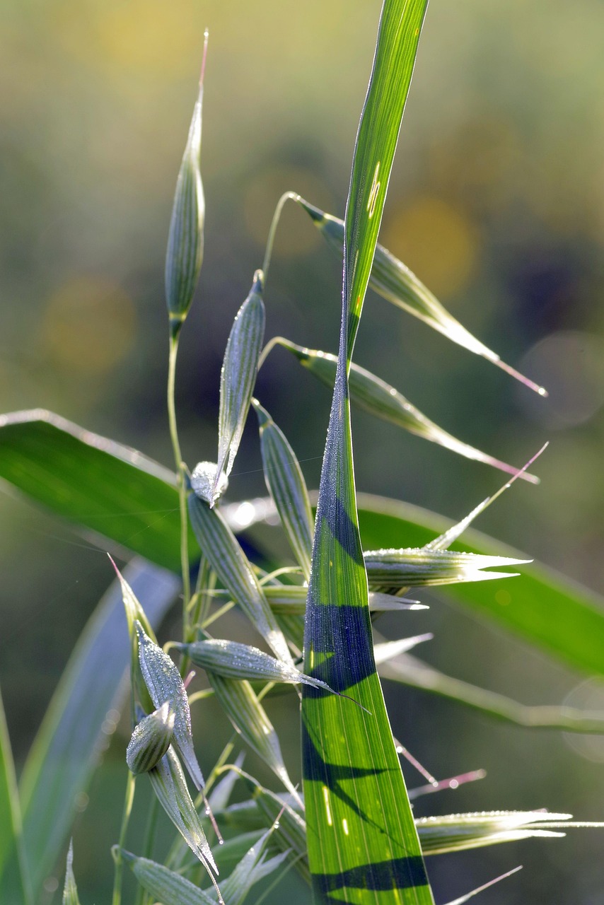 40,000+ Free Oat Plant & Oats Images - Pixabay