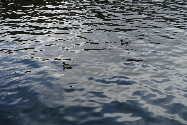 Patos Nadando Mar - Foto gratis en Pixabay