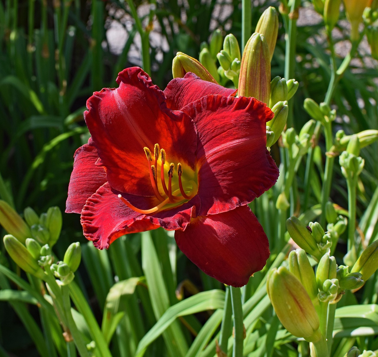 สีแดงสีส้ม Daylily ลิลลี่ ใกล้ชิด - ภาพฟรีบน Pixabay - Pixabay