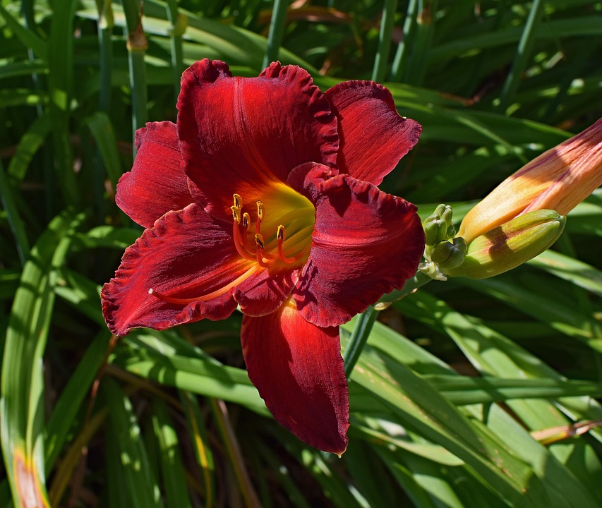 Red-Orange Daylily Lily Close-Up - Free photo on Pixabay