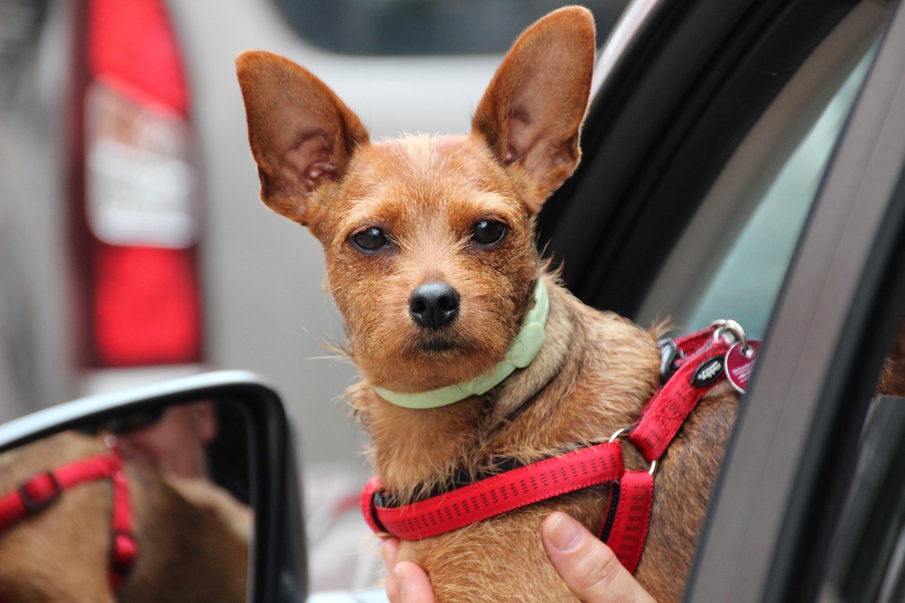 Dog Small Car Window - Free photo on Pixabay - Pixabay