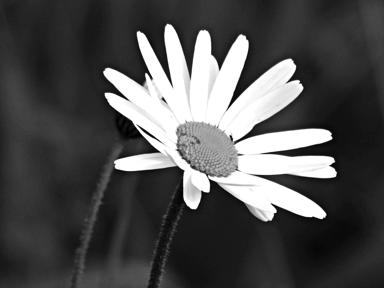 Bunga Padang Rumput Musim Semi - Foto gratis di Pixabay - Pixabay