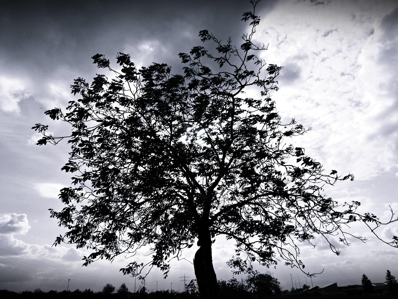 Arbre Nature Des - Photo gratuite sur Pixabay - Pixabay