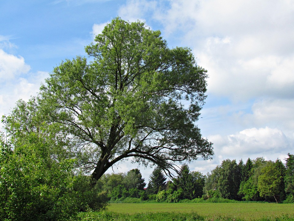 Baum Frühling Natur - Kostenloses Foto auf Pixabay