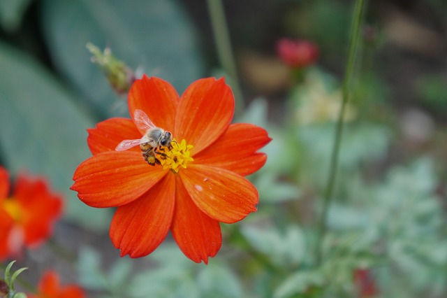 Bloemen Bestuiving Bijen - Gratis foto op Pixabay - Pixabay