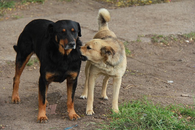 Chiens Rue Animal De - Photo gratuite sur Pixabay - Pixabay