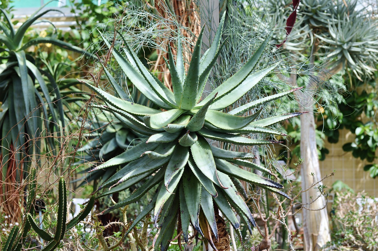 300,000+ Free Agave Plant & Agave Images - Pixabay