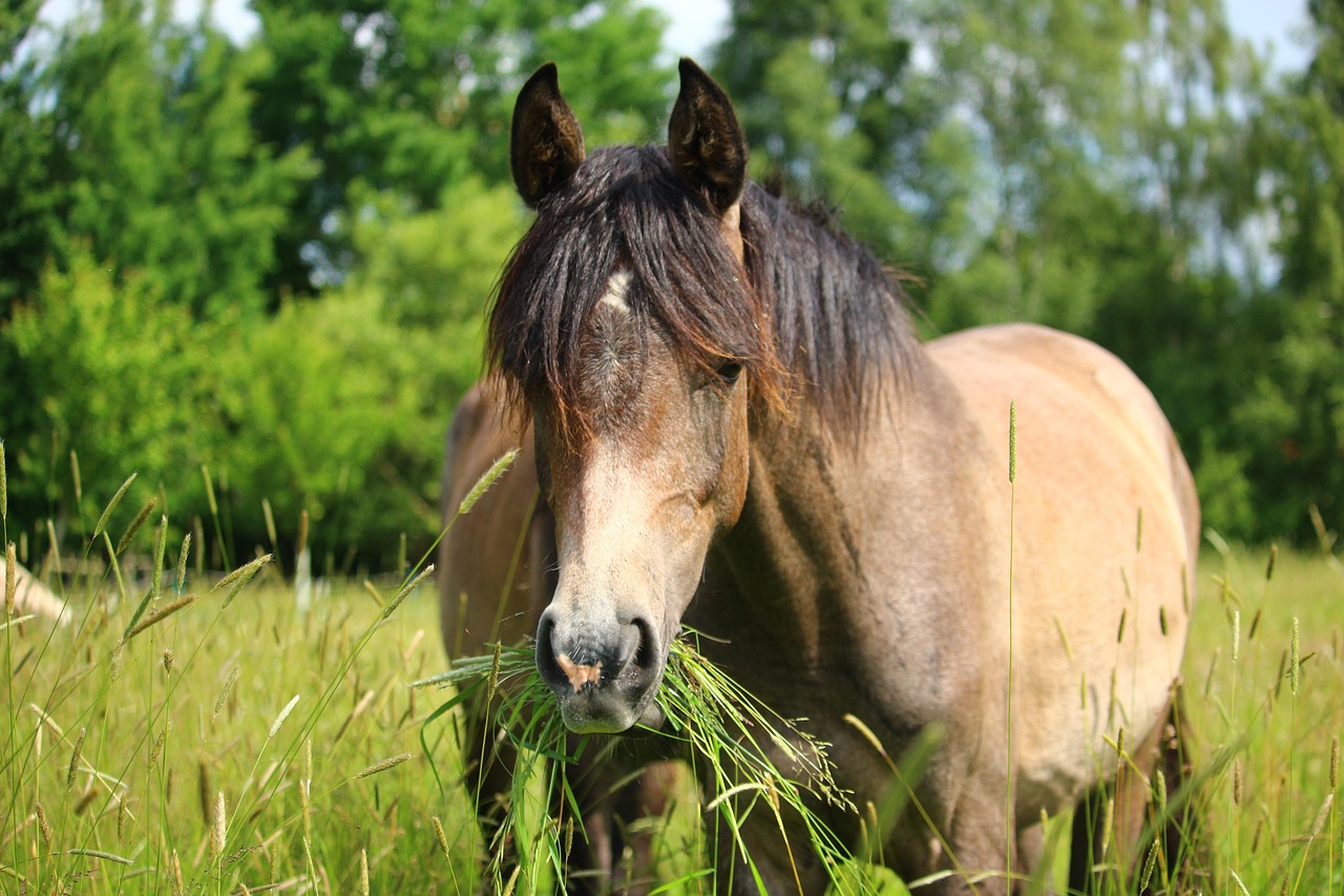 Horse Grass Graze - Free photo on Pixabay - Pixabay
