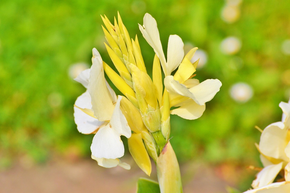Indian Flower Tube Australian - Free photo on Pixabay