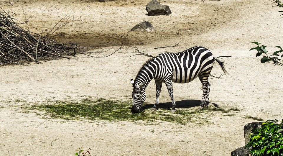 Zebra Zoo Animal - Free photo on Pixabay - Pixabay