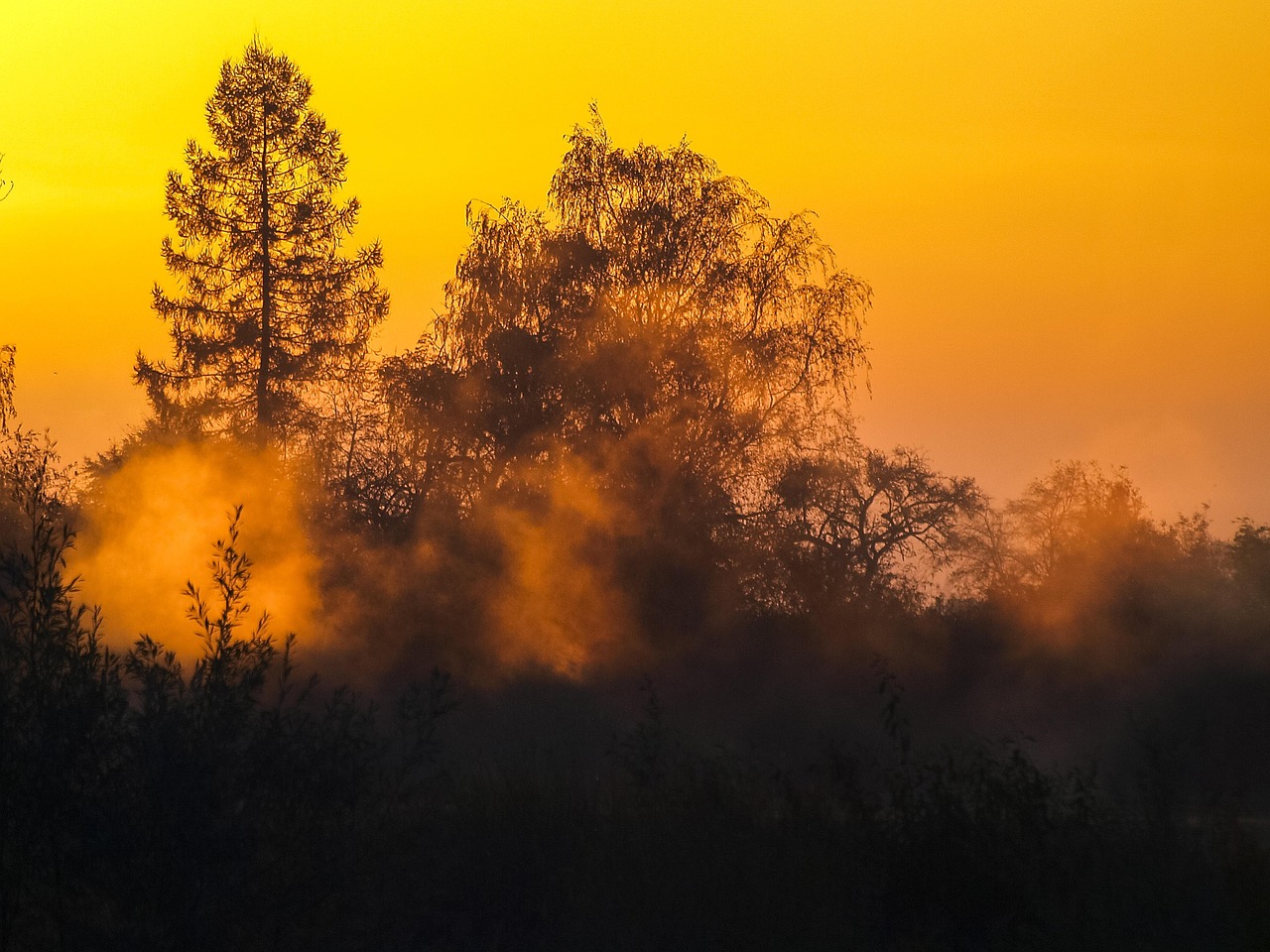 Landscape Fog Trees - Free photo on Pixabay - Pixabay
