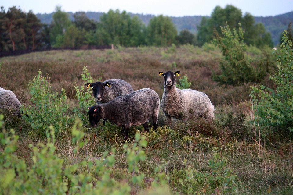 Spring Get Moorland - Free photo on Pixabay