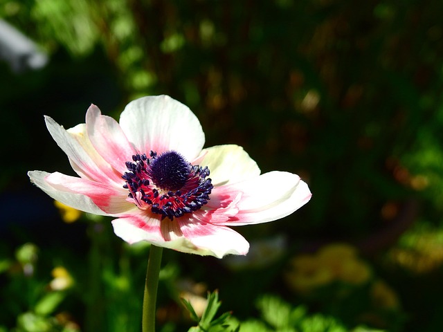 Flor Anêmona Plantar - Foto gratuita no Pixabay - Pixabay