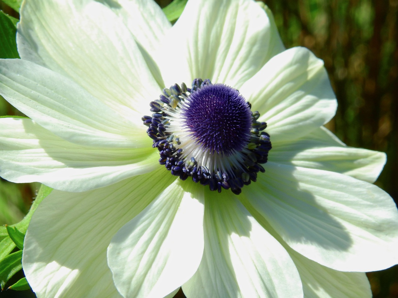 Flor Anémona Planta - Foto gratis en Pixabay - Pixabay