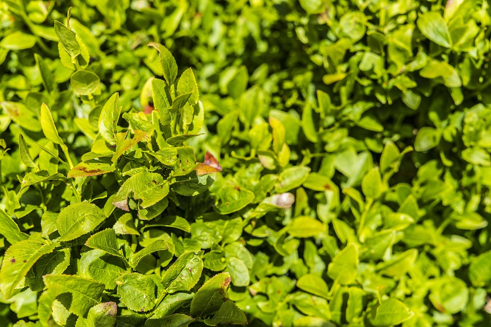 Blueberry Bushes Shrub Green - Free photo on Pixabay