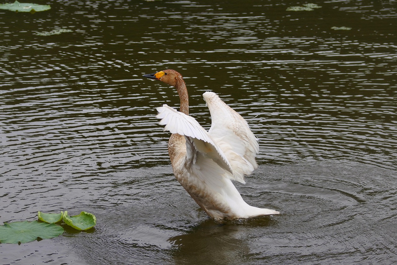 Animal Waterfowl Swan Wild - Free photo on Pixabay - Pixabay