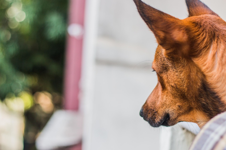 Dog Paw Animal - Free photo on Pixabay