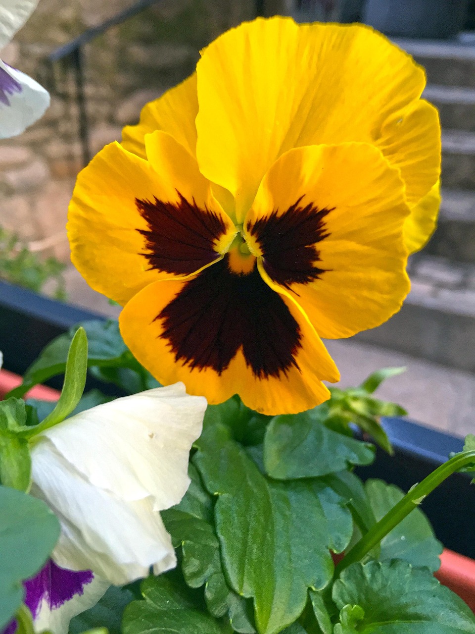 400,000+ Free Petunias Flower Pictures & Petunia Images - Pixabay