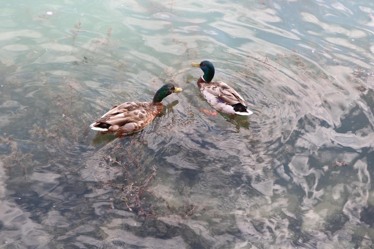 Pato Patos Agua - Foto gratis en Pixabay - Pixabay