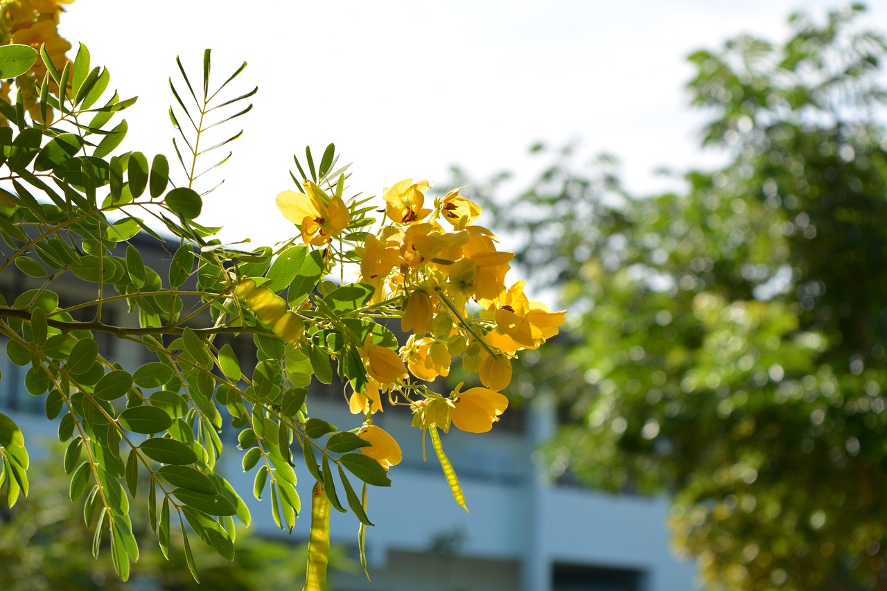 Ratchaphruek Fistula Dok Khoun - Free photo on Pixabay - Pixabay