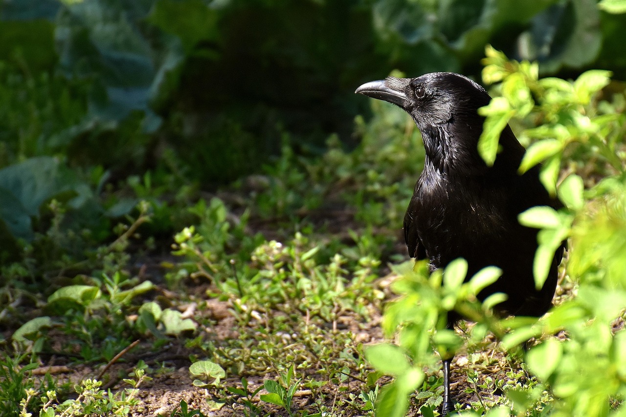Grand Corbeau Oiseau - Photo gratuite sur Pixabay - Pixabay