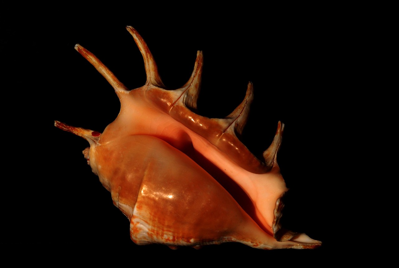 Mollusk Seashell Shell - Free photo on Pixabay