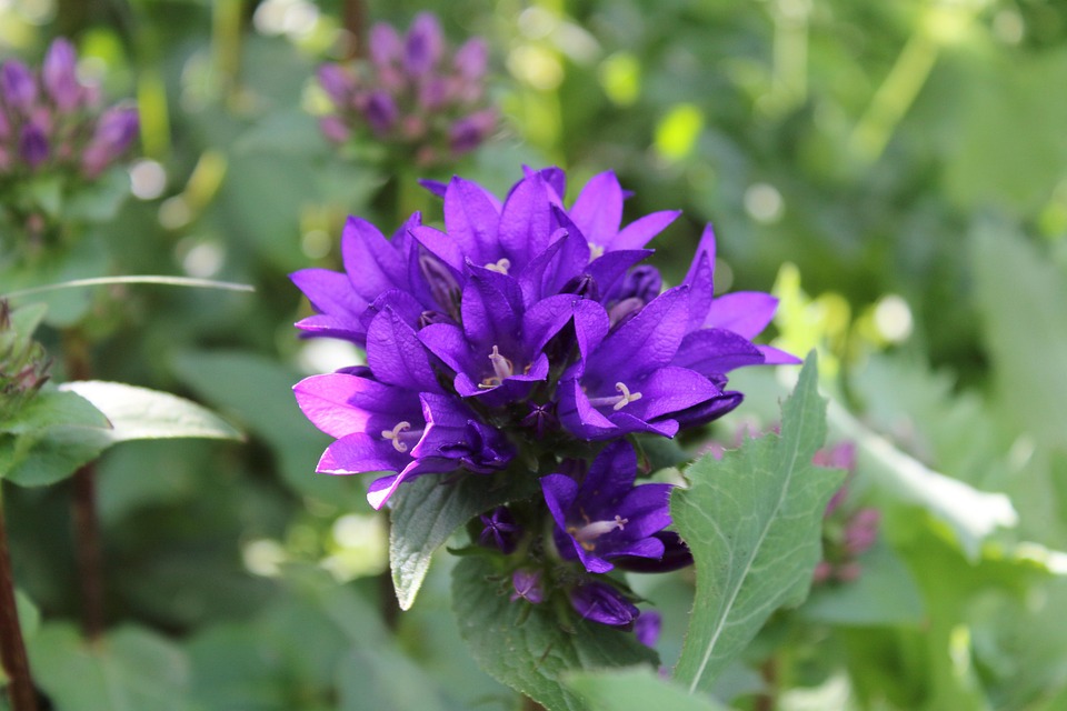 Macro Violeta Flor - Foto gratis en Pixabay - Pixabay